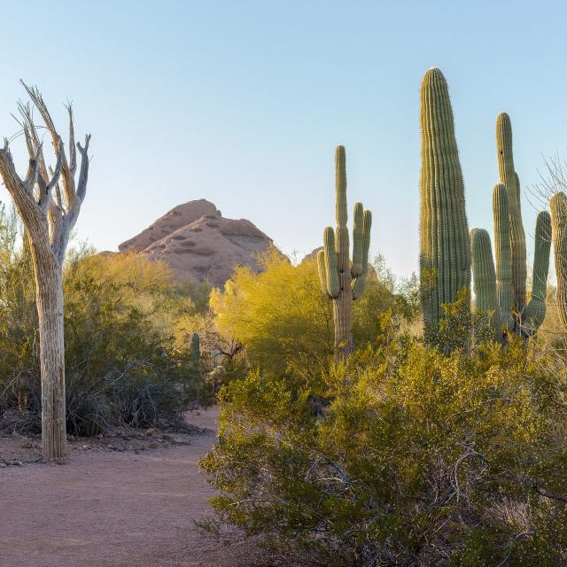 Official Travel Site for Scottsdale, Arizona