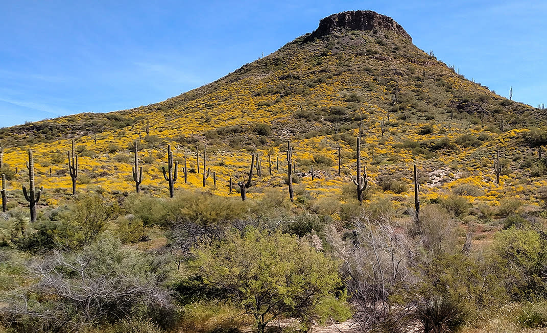 Top 5 Scottsdale Mountain Biking Trails | Experience Scottsdale