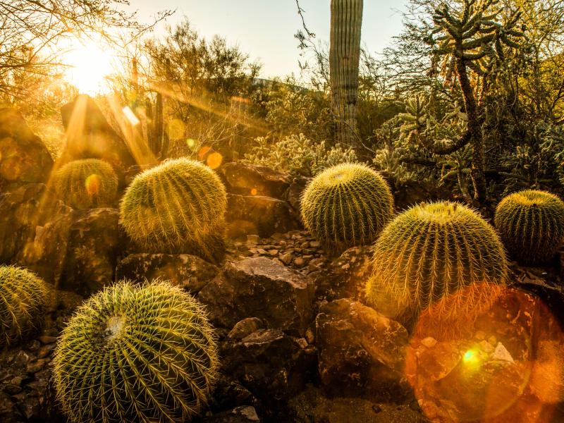 Scottsdale Summer Events | Events Near Phoenix, AZ