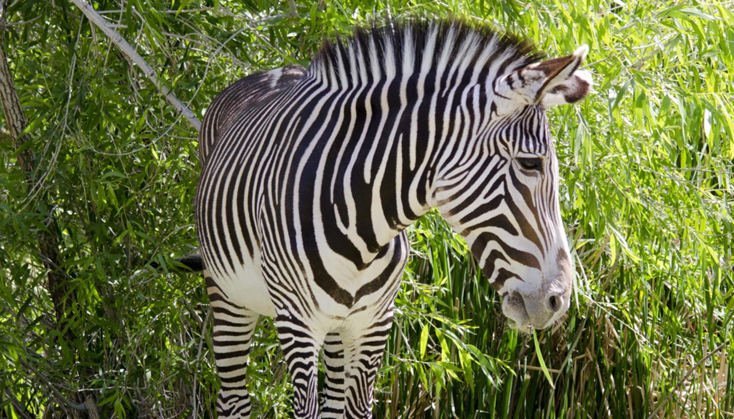 west side zoo phoenix