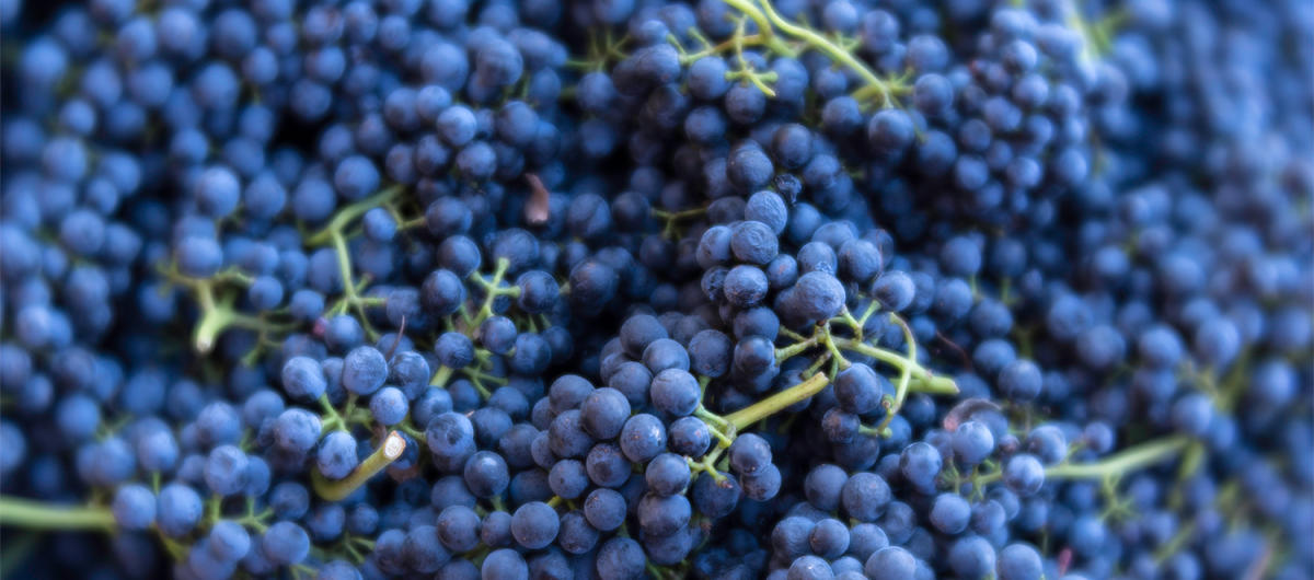 A Guide To Visiting The Verde Valley Wine Trail