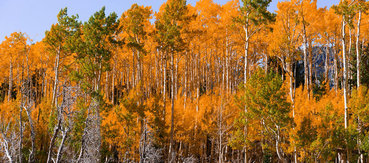 Best Day Drives To See Arizona Fall Colors & Foliage